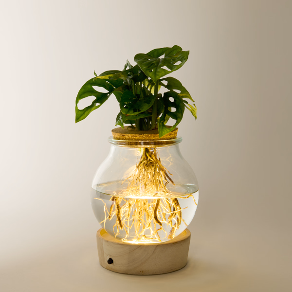 Water Plant Monstera with LED light - Send flowers online with ...