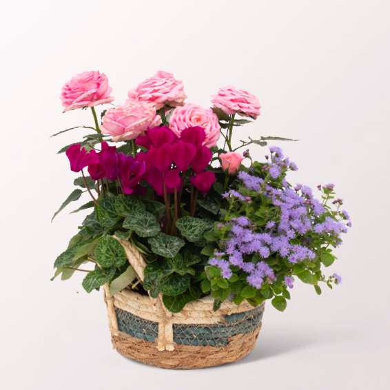 Summer Flirt in a Basket | FloraPrima