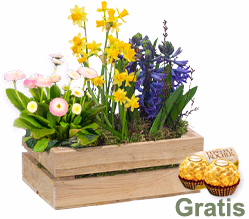 Blumen verschicken mit Gratis-Geschenk | Blumenversand FloraPrima